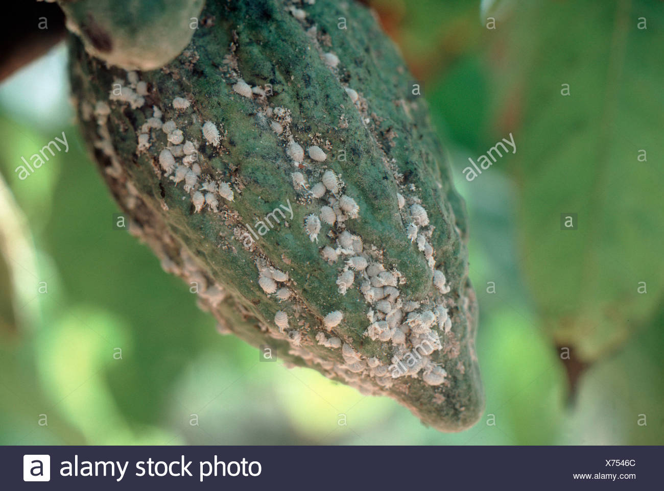 Mealybug Stock Photos & Mealybug Stock Images - Page 3 - Alamy