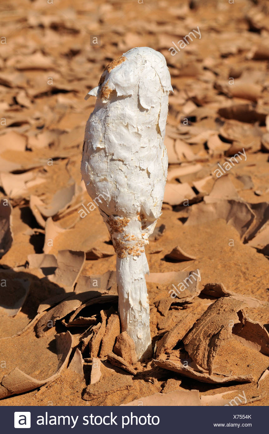 Sahara Desert Fungi