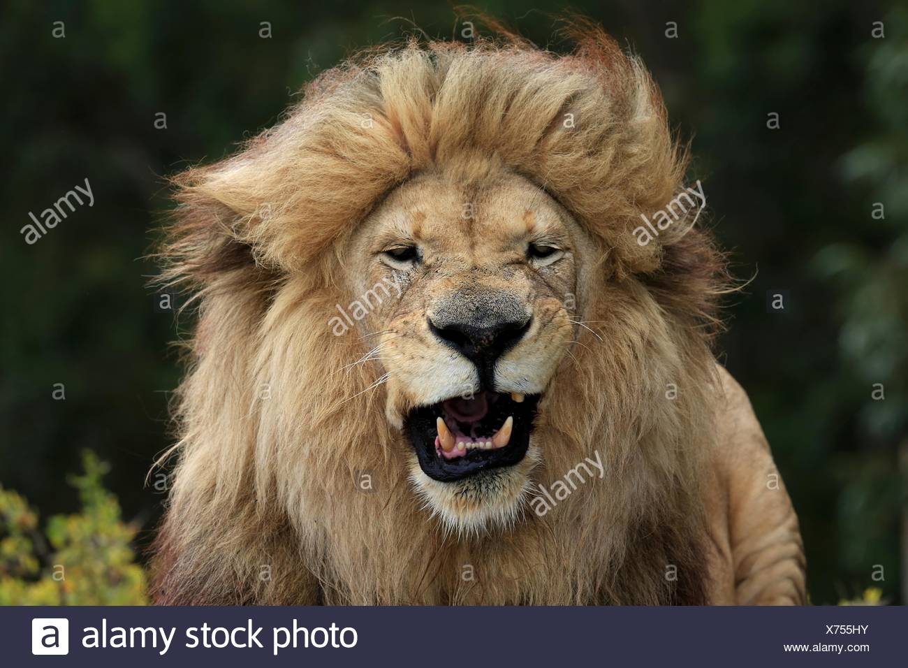 Animal Grimace High Resolution Stock Photography and Images - Alamy