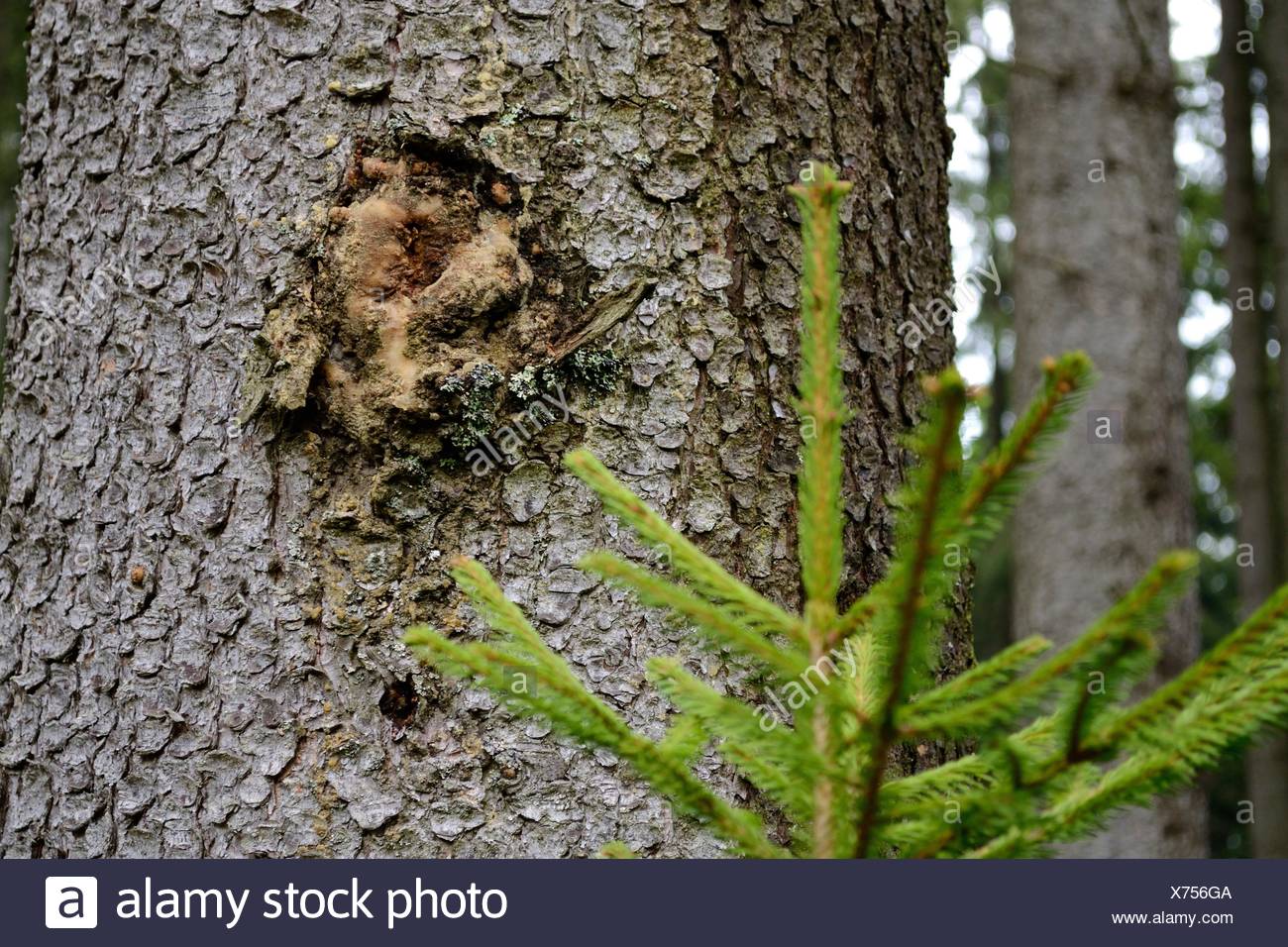 Natural Resin Stock Photos & Natural Resin Stock Images - Alamy