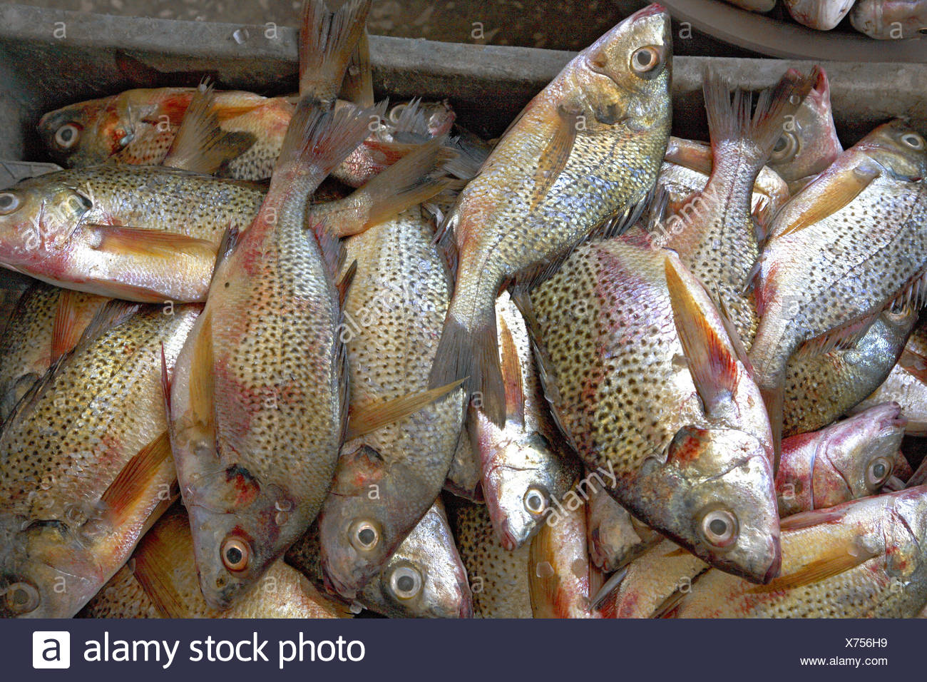 Spotty Fish Stock Photos & Spotty Fish Stock Images - Alamy