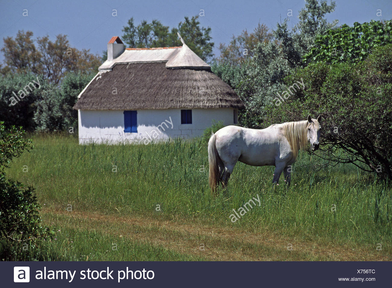 Thatched Roof Animals High Resolution Stock Photography and Images - Alamy