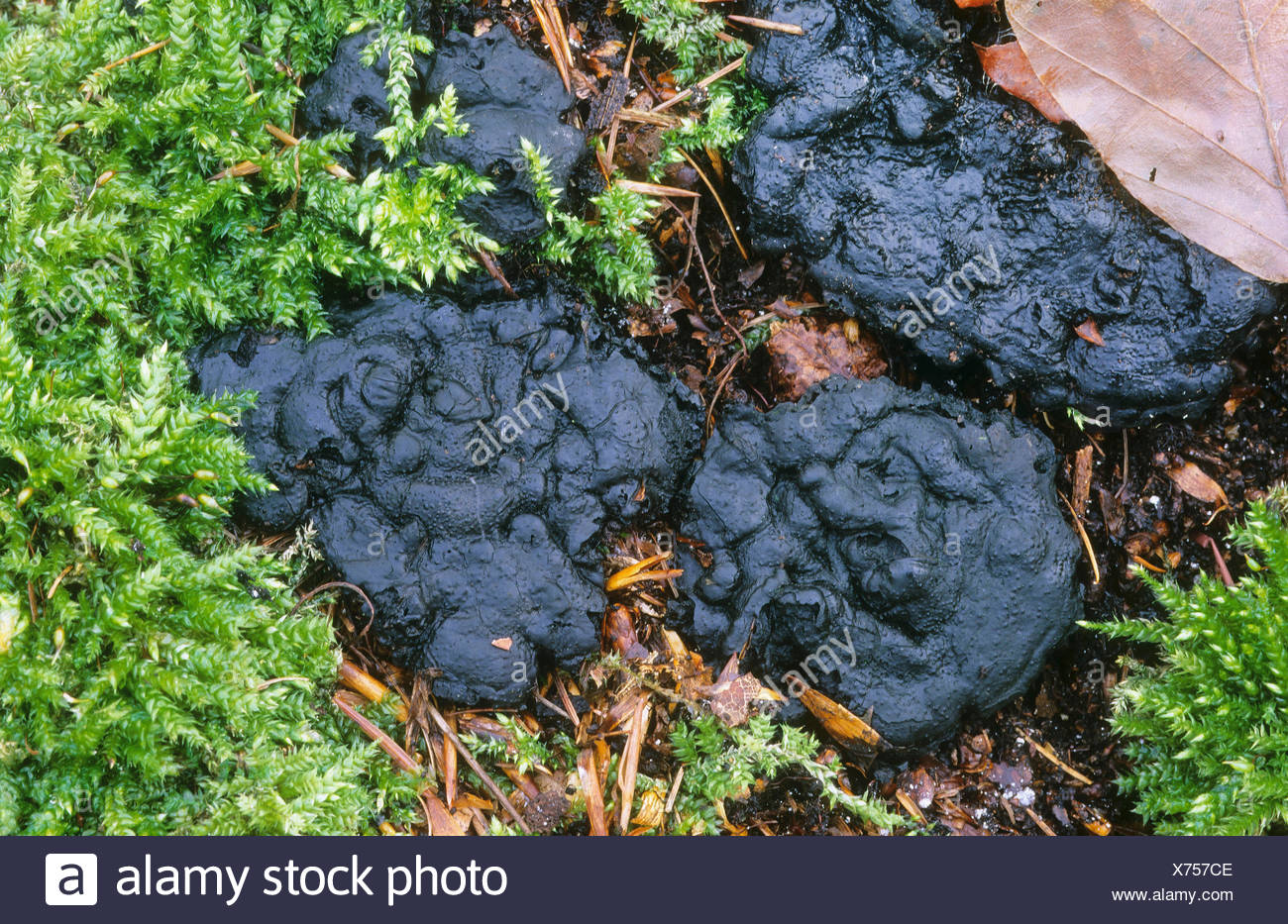 Cinders High Resolution Stock Photography and Images - Alamy