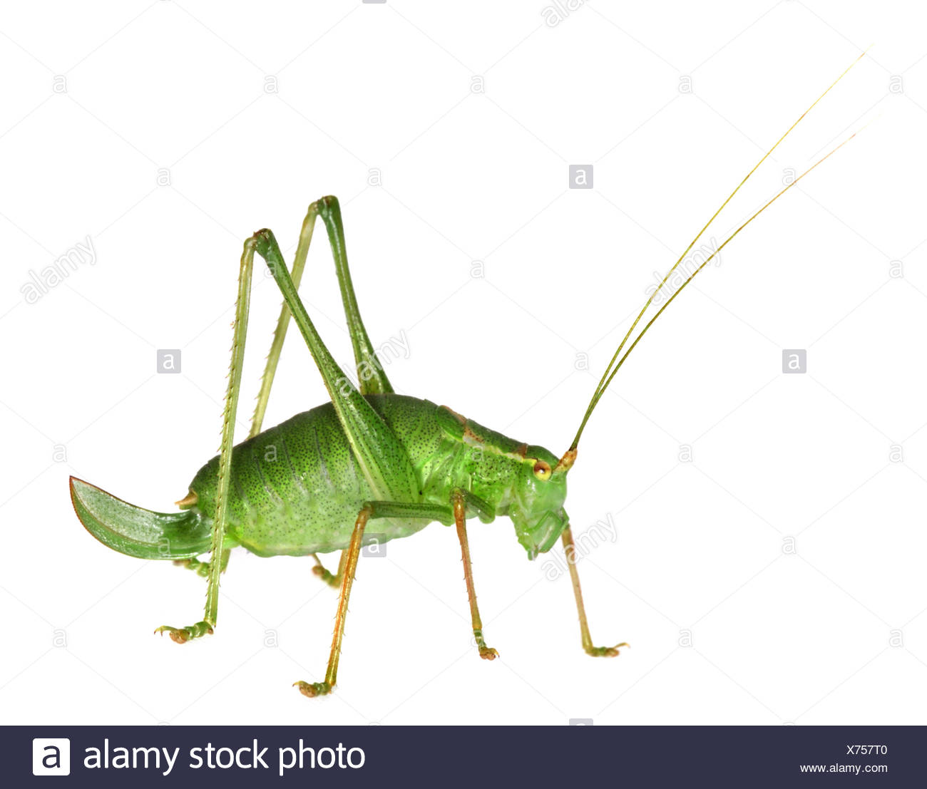 Speckled Bush Cricket High Resolution Stock Photography and Images - Alamy