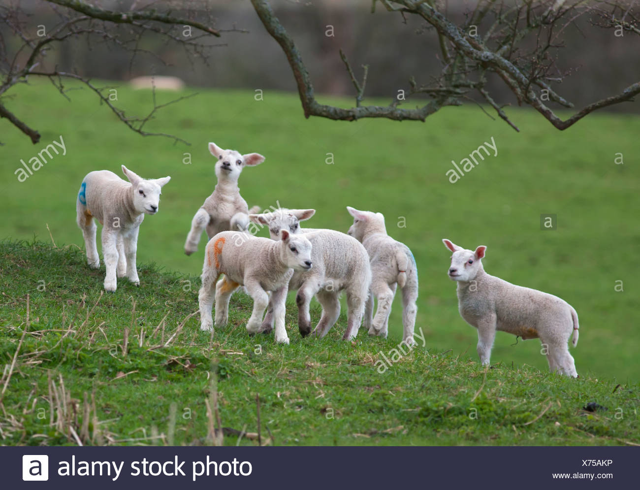 Frolicking Lambs High Resolution Stock Photography and Images - Alamy