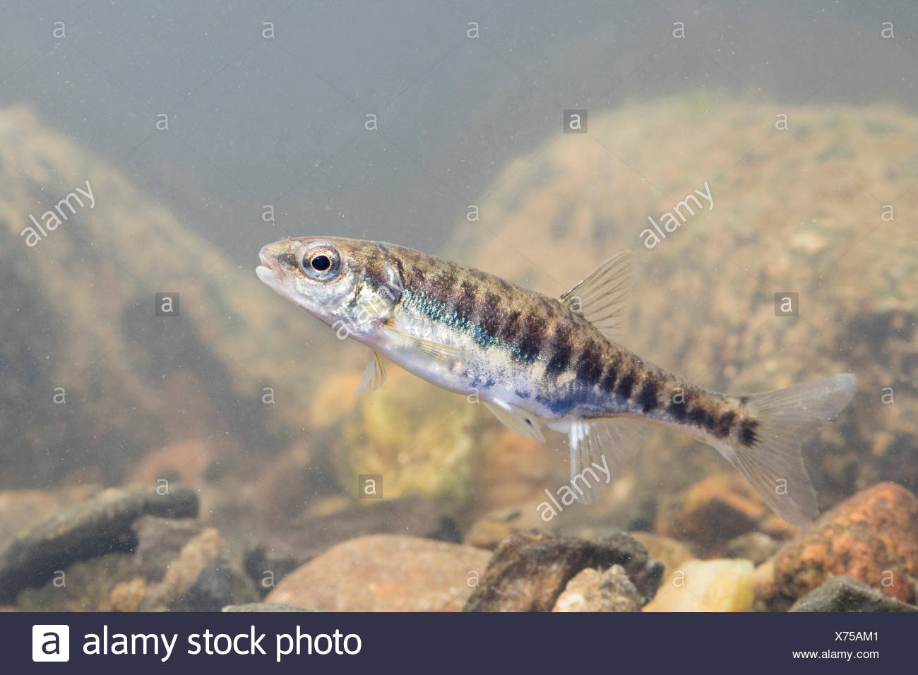 Minnow River Stock Photos & Minnow River Stock Images - Alamy