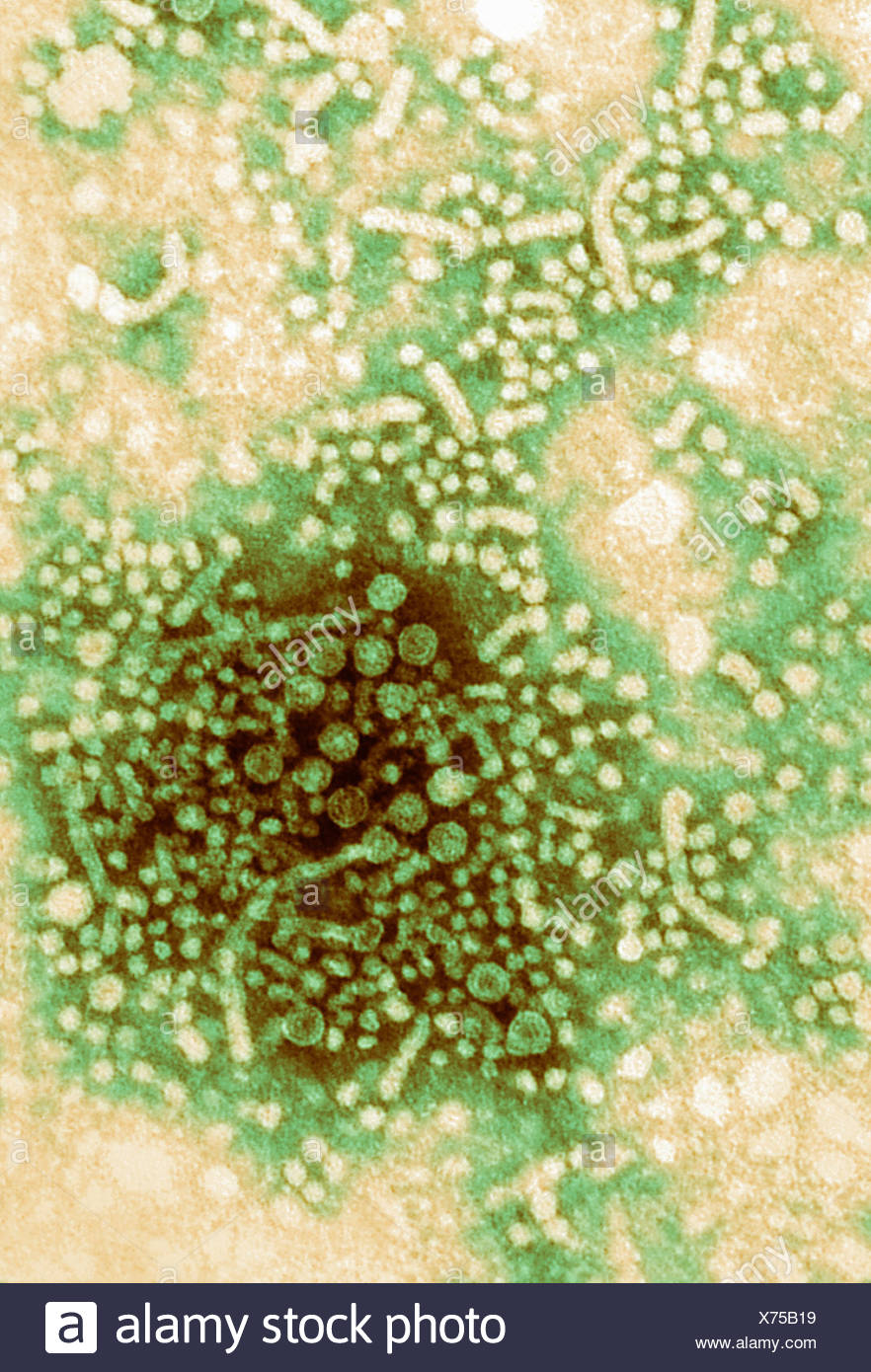 Viral Photography High Resolution Stock Photography and Images - Alamy