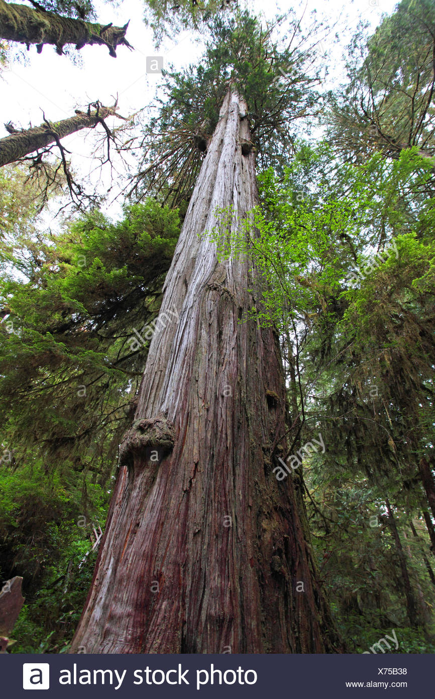 Canadian Fir High Resolution Stock Photography and Images - Alamy