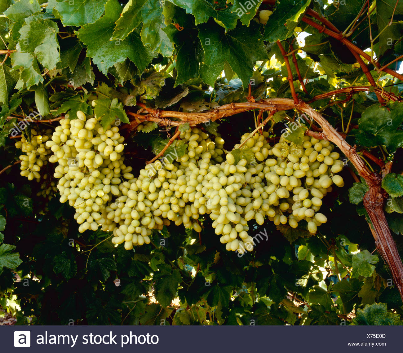 Thompson Seedless Grapes High Resolution Stock Photography and Images ...