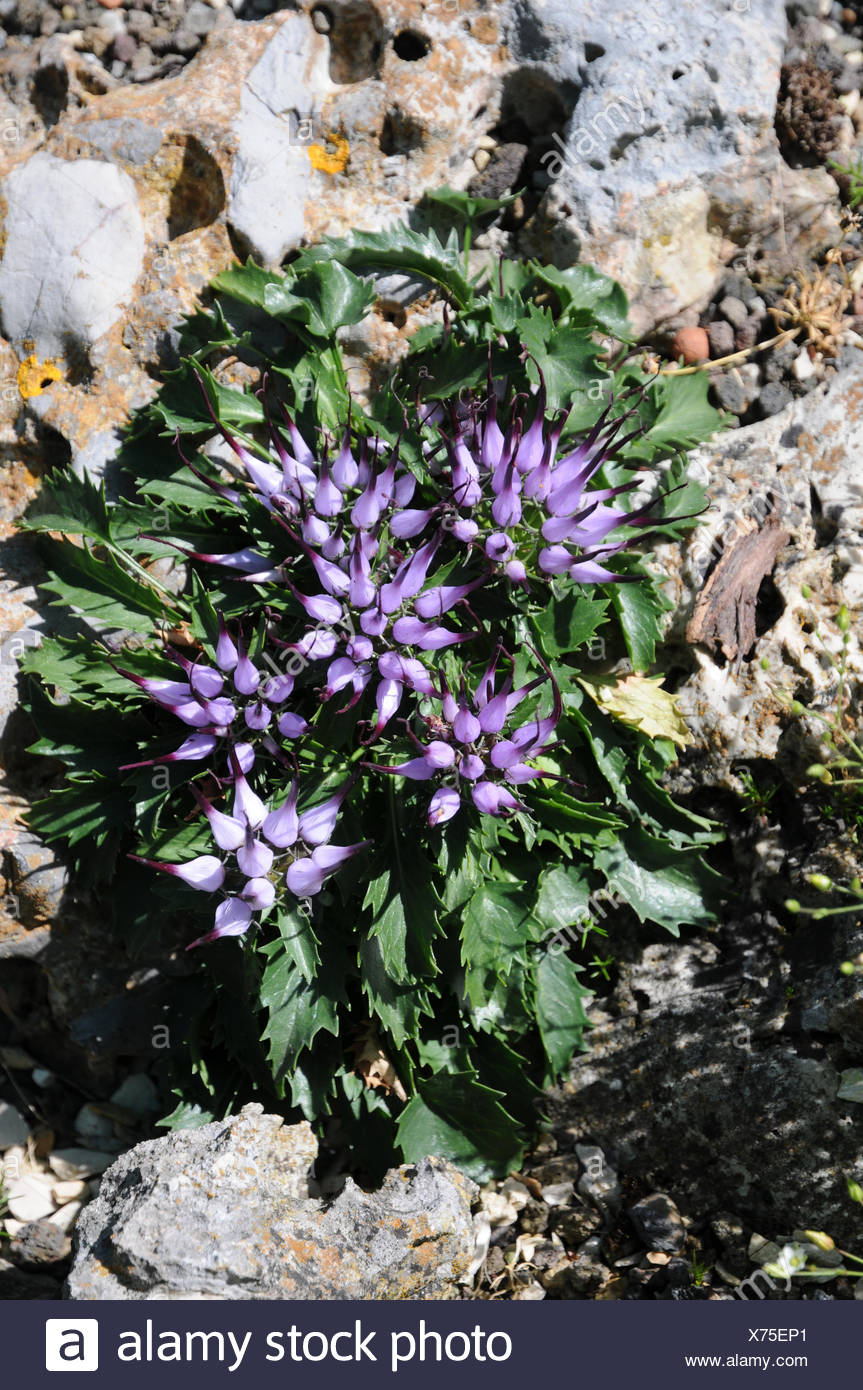Rampion Flowers High Resolution Stock Photography and Images - Alamy