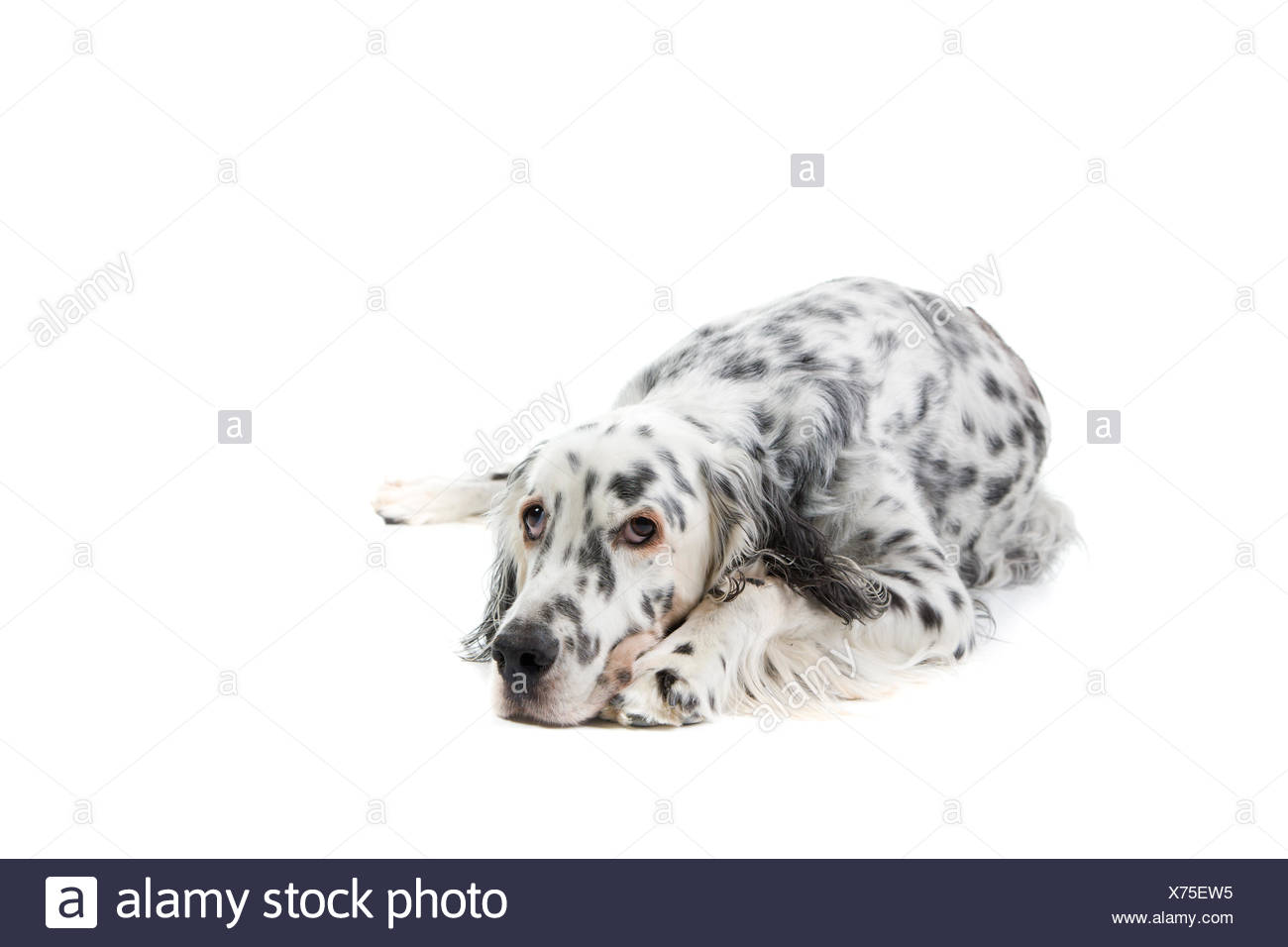 English Setter Cut Out Stock Images & Pictures - Alamy