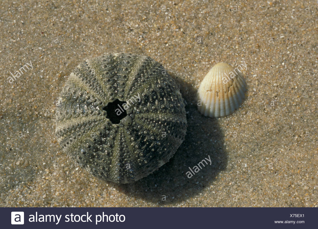 Seeigel Skelett Stock Photos & Seeigel Skelett Stock Images - Alamy