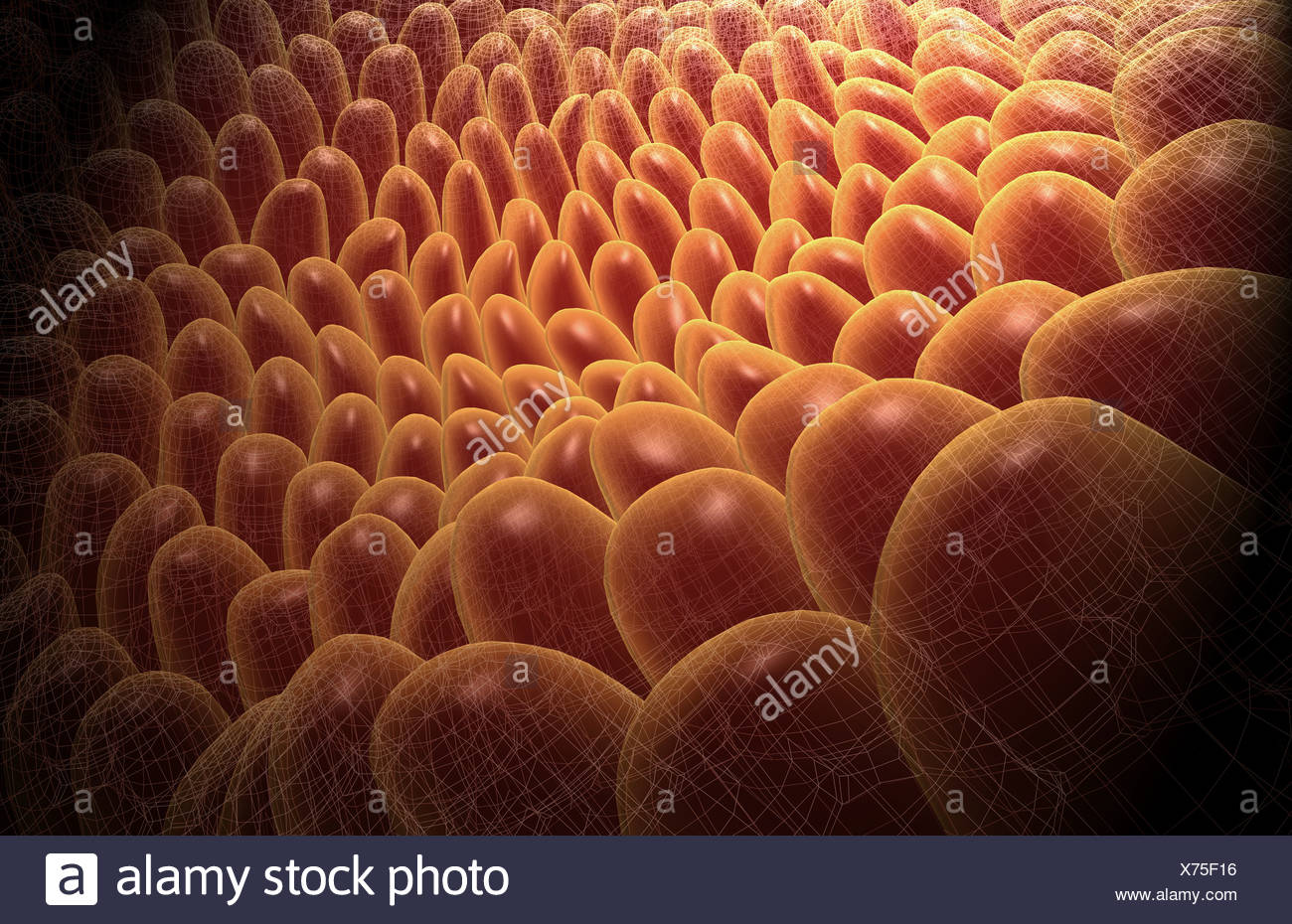 Villi Human Stock Photos & Villi Human Stock Images - Alamy