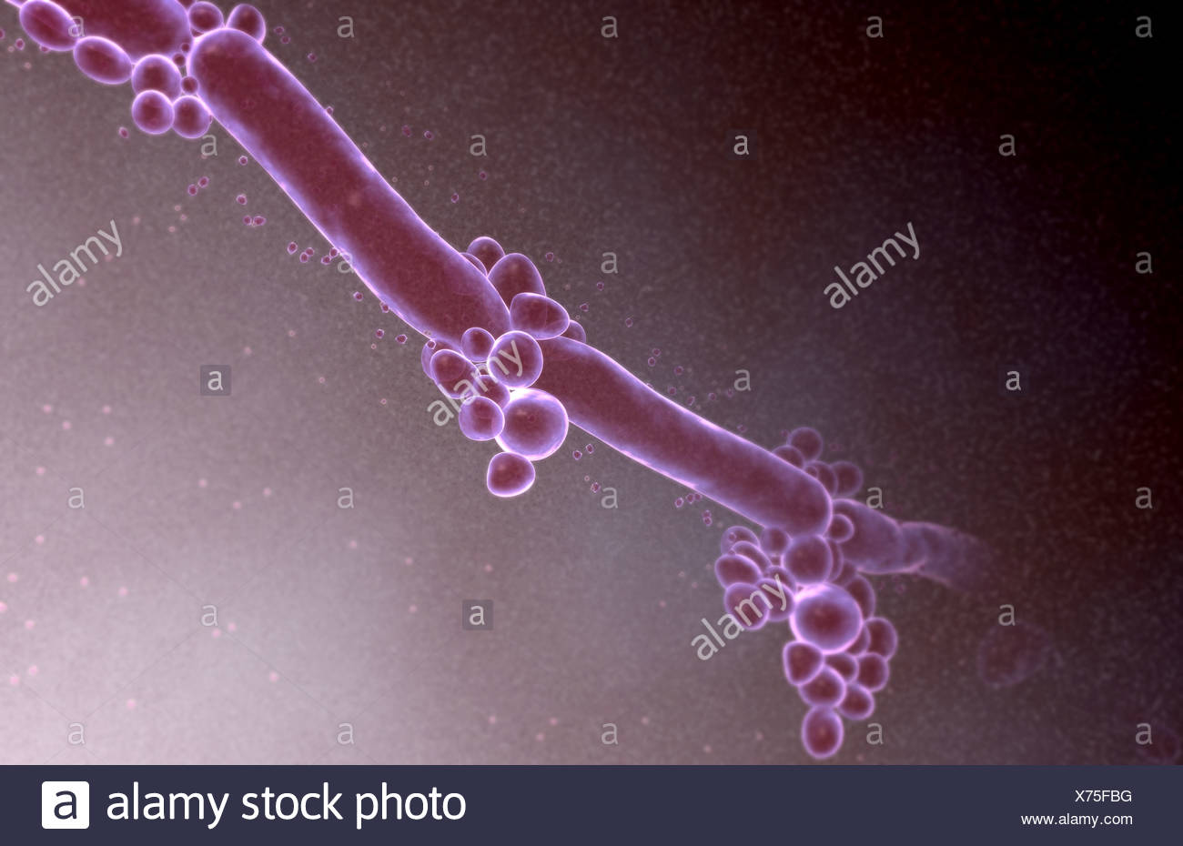 Albicans Candida High Resolution Stock Photography and Images - Alamy