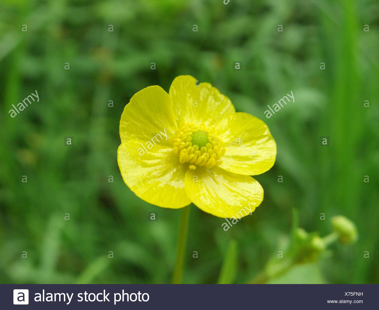 Lesser Spearwort Ranunculus High Resolution Stock Photography and ...