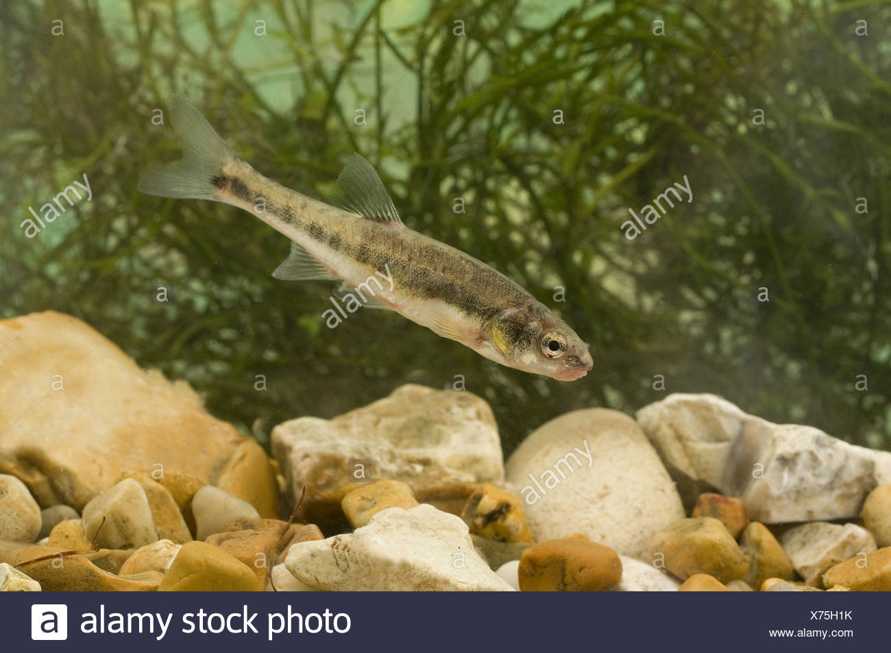 Eurasian Minnow Stock Photos & Eurasian Minnow Stock Images - Alamy