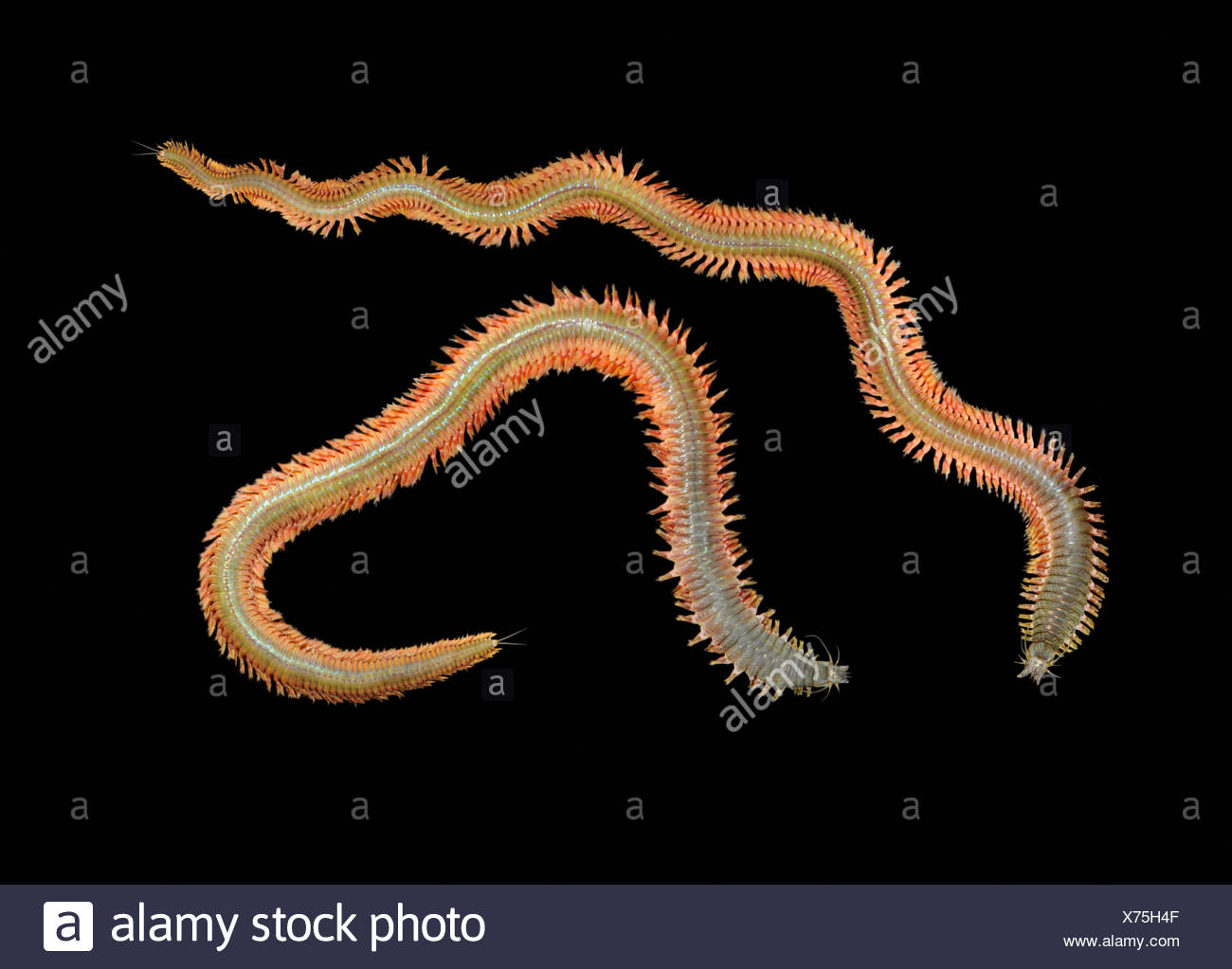 King Ragworm Stock Photos & King Ragworm Stock Images - Alamy