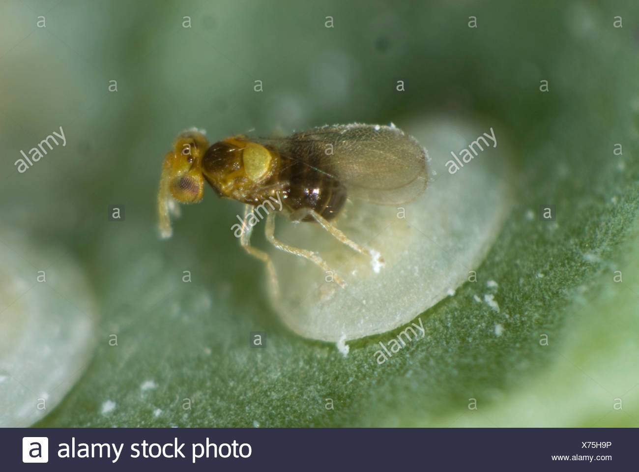 Whitefly Parasite Stock Photos & Whitefly Parasite Stock Images - Alamy