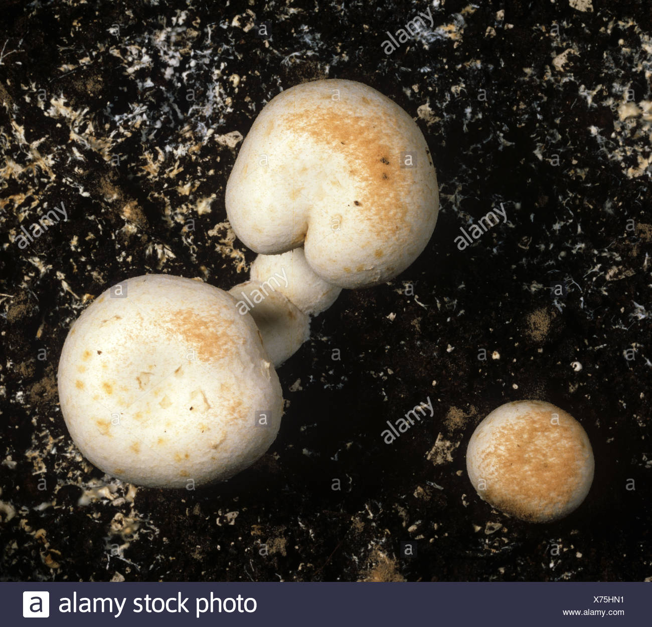 Pygmephorus High Resolution Stock Photography and Images - Alamy