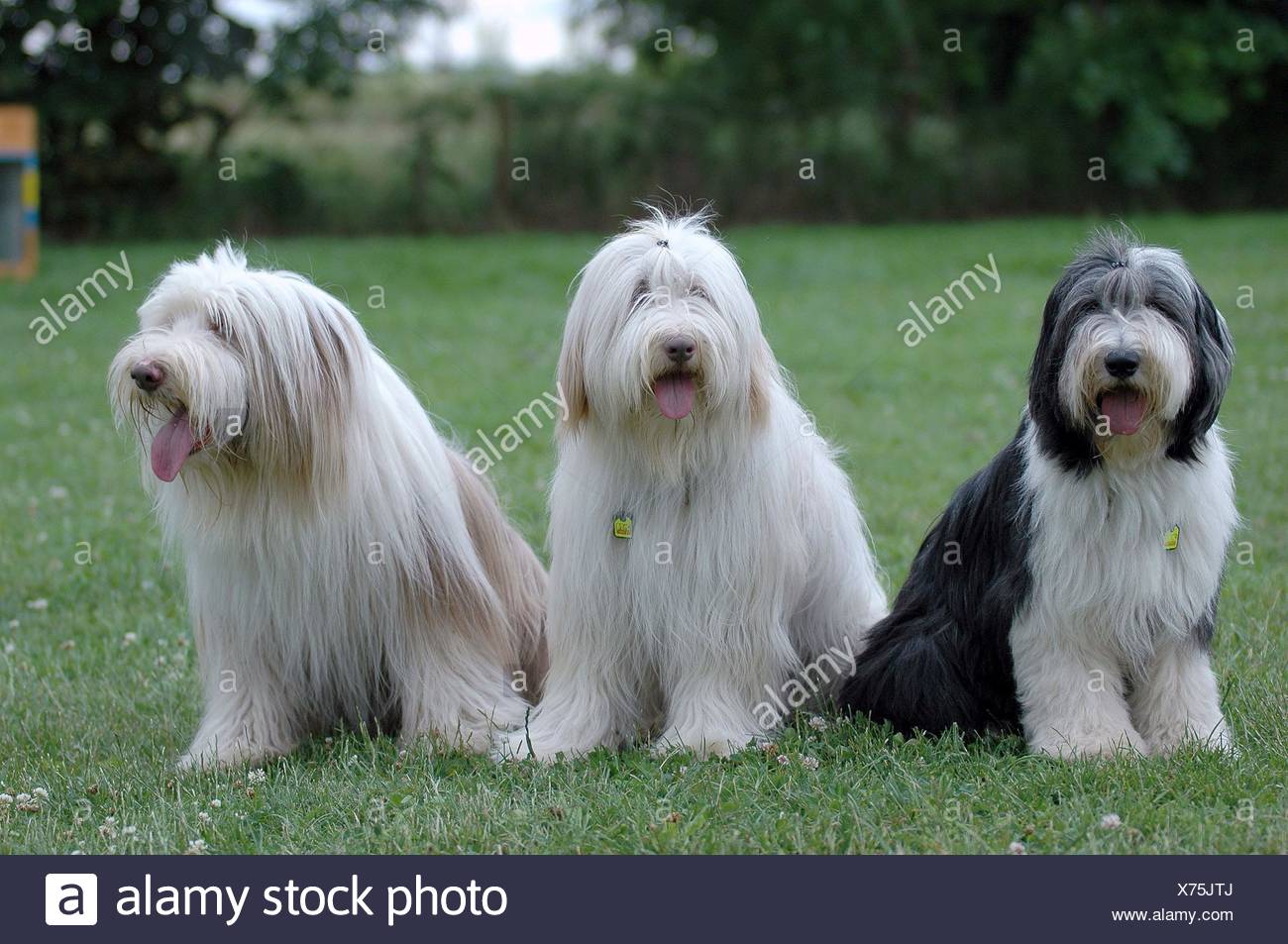 Bearded Collies High Resolution Stock Photography and Images - Alamy