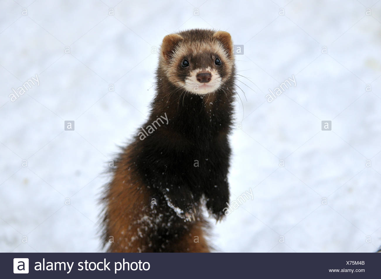 European Polecat Winter Stock Photos & European Polecat Winter Stock ...