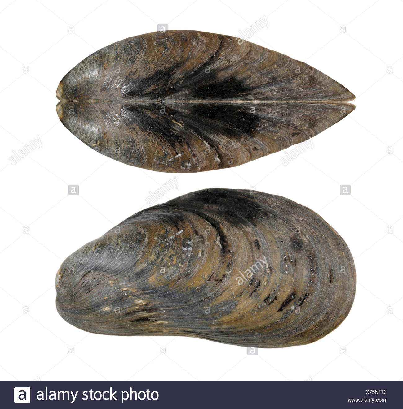 Modiolus High Resolution Stock Photography and Images - Alamy