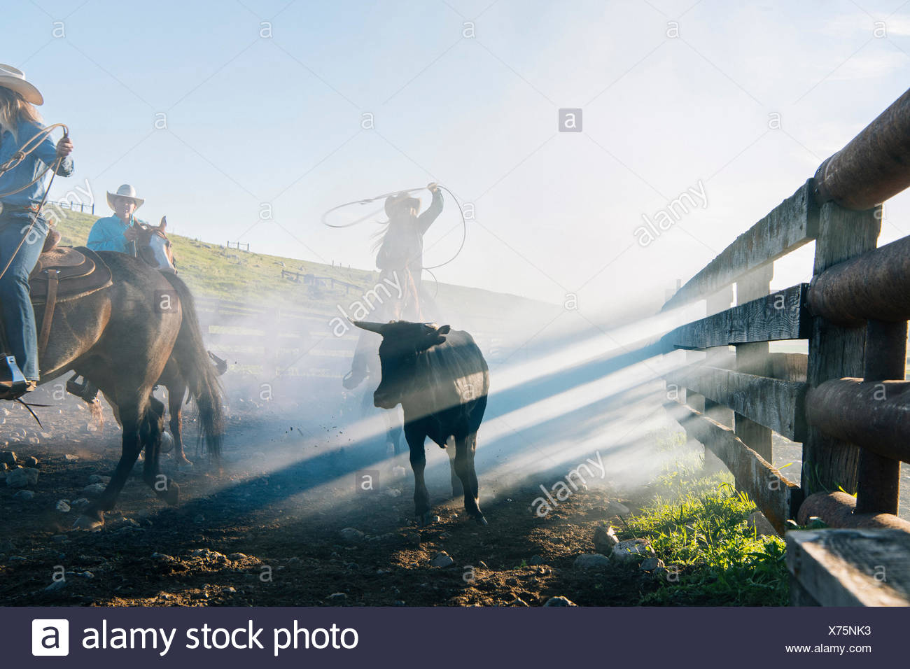 Cowboy Lassoing Bull High Resolution Stock Photography and Images - Alamy
