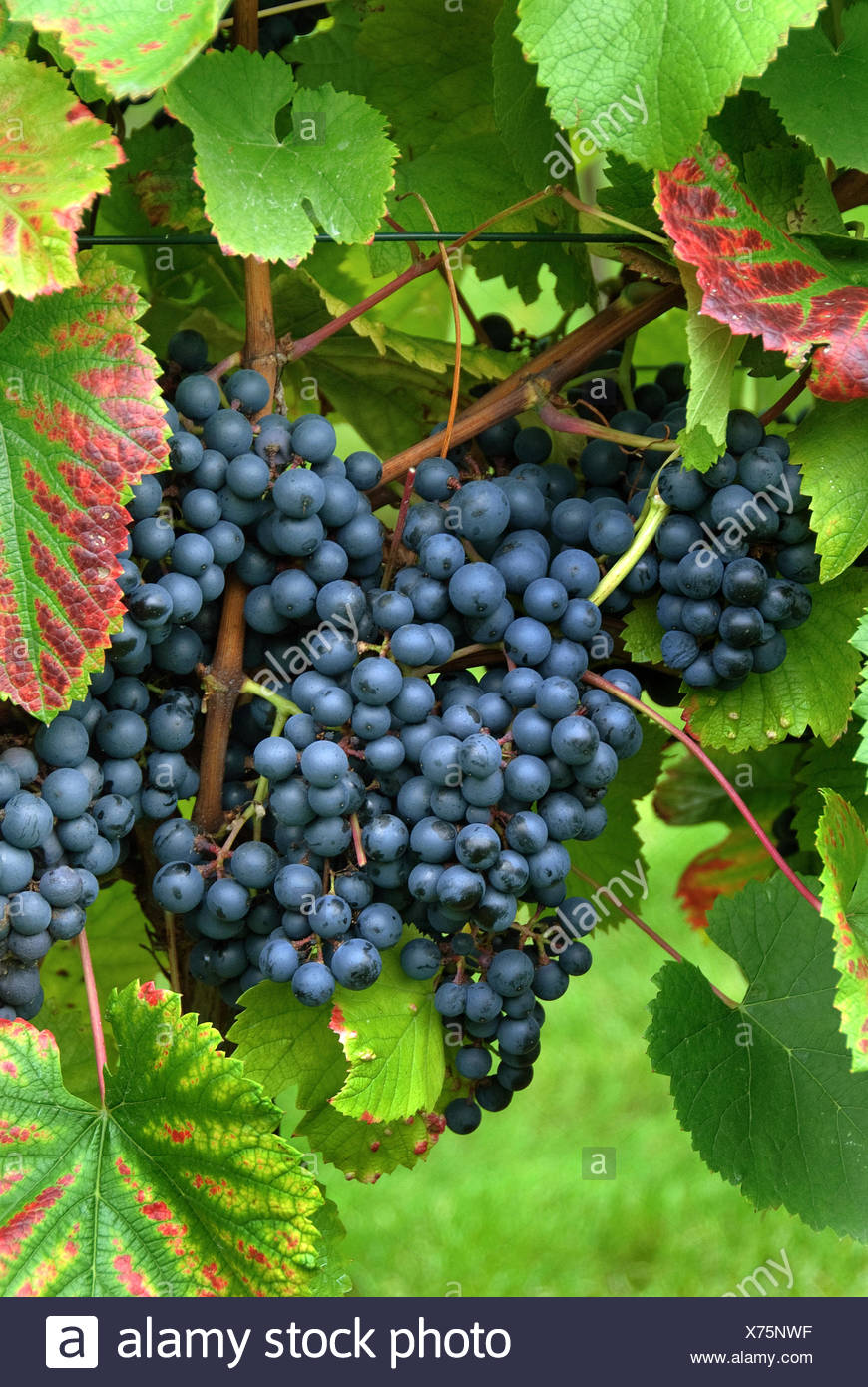 Blue Regent High Resolution Stock Photography and Images - Alamy