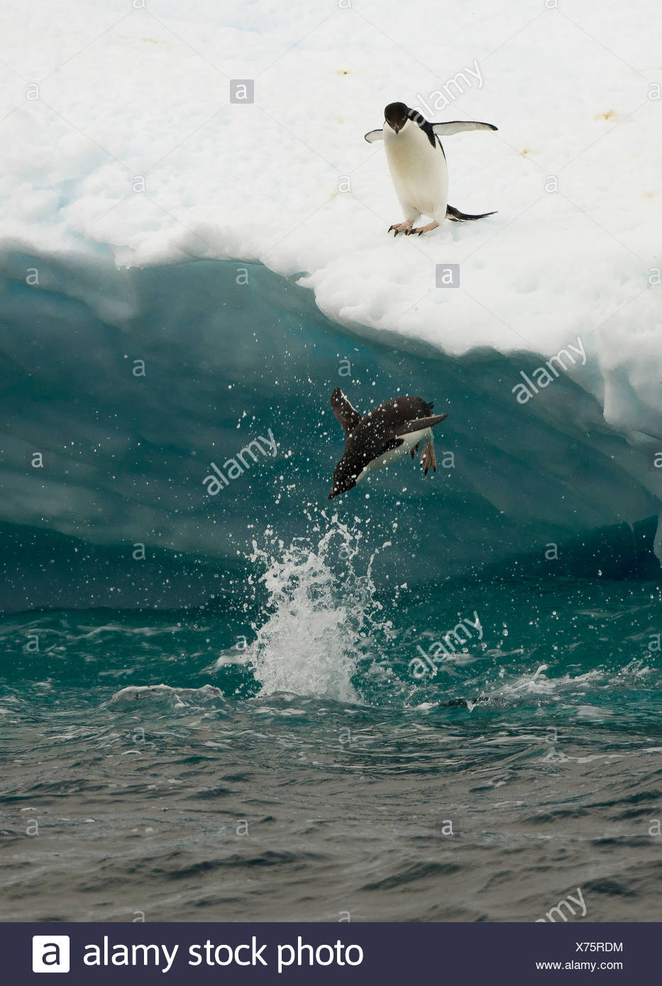 Adelie Penguin High Resolution Stock Photography and Images - Alamy
