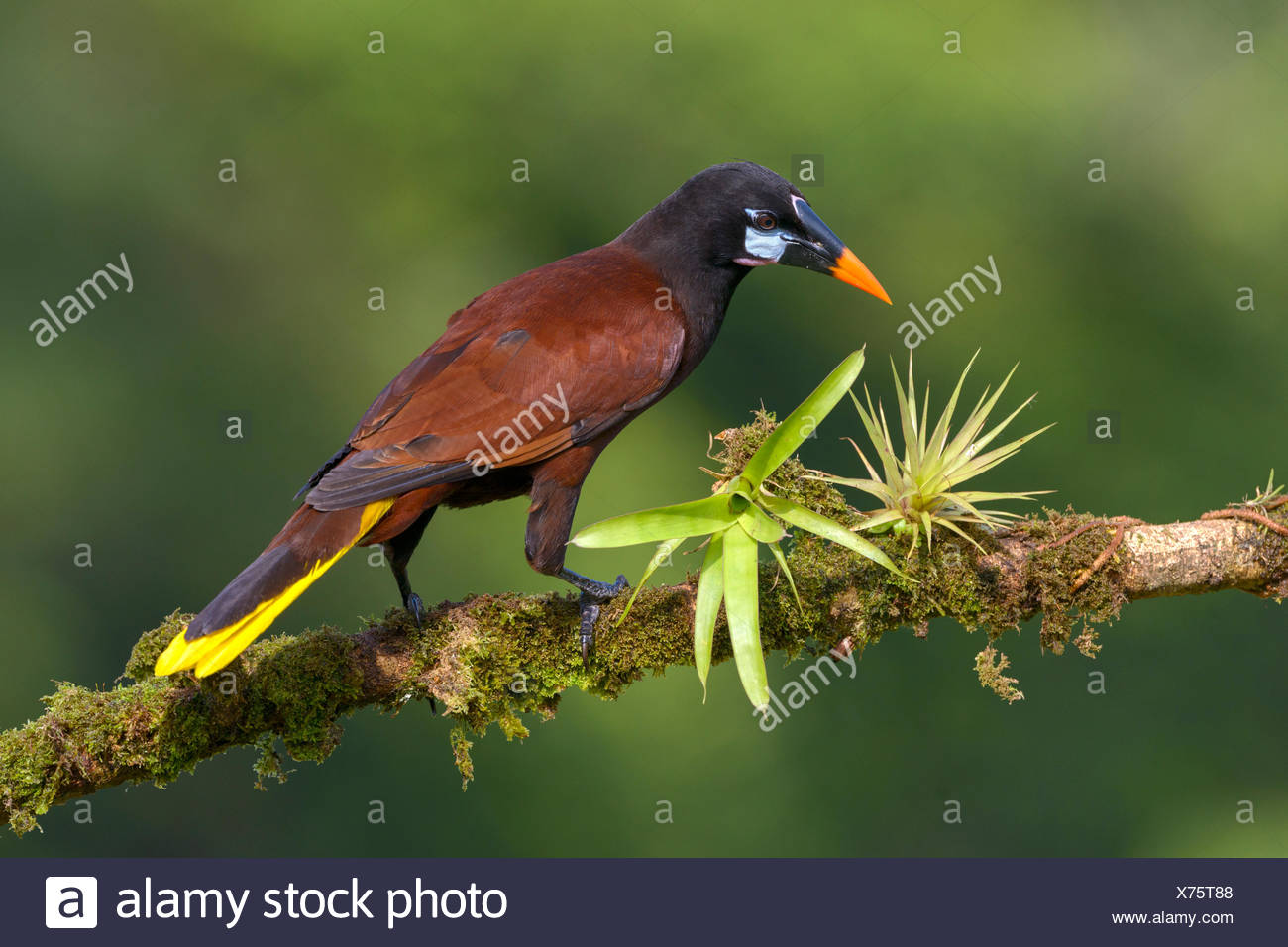 Montezuma Oropendola High Resolution Stock Photography and Images - Alamy