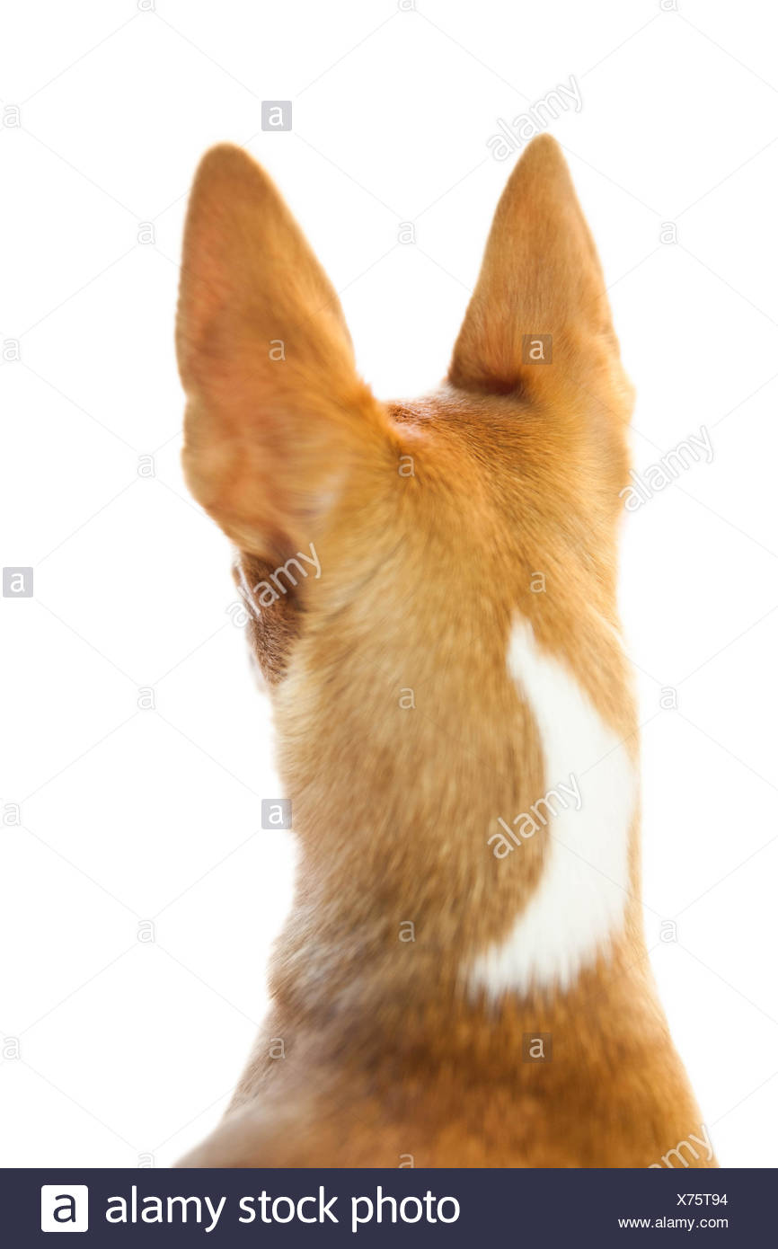 Dog With Pointy Ears High Resolution Stock Photography and Images - Alamy