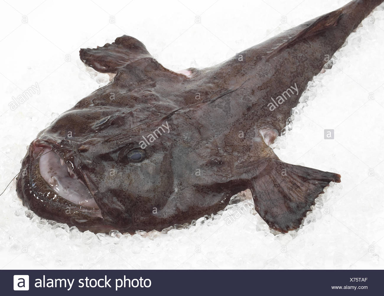 Monkfish Lophius Stock Photos & Monkfish Lophius Stock Images - Alamy