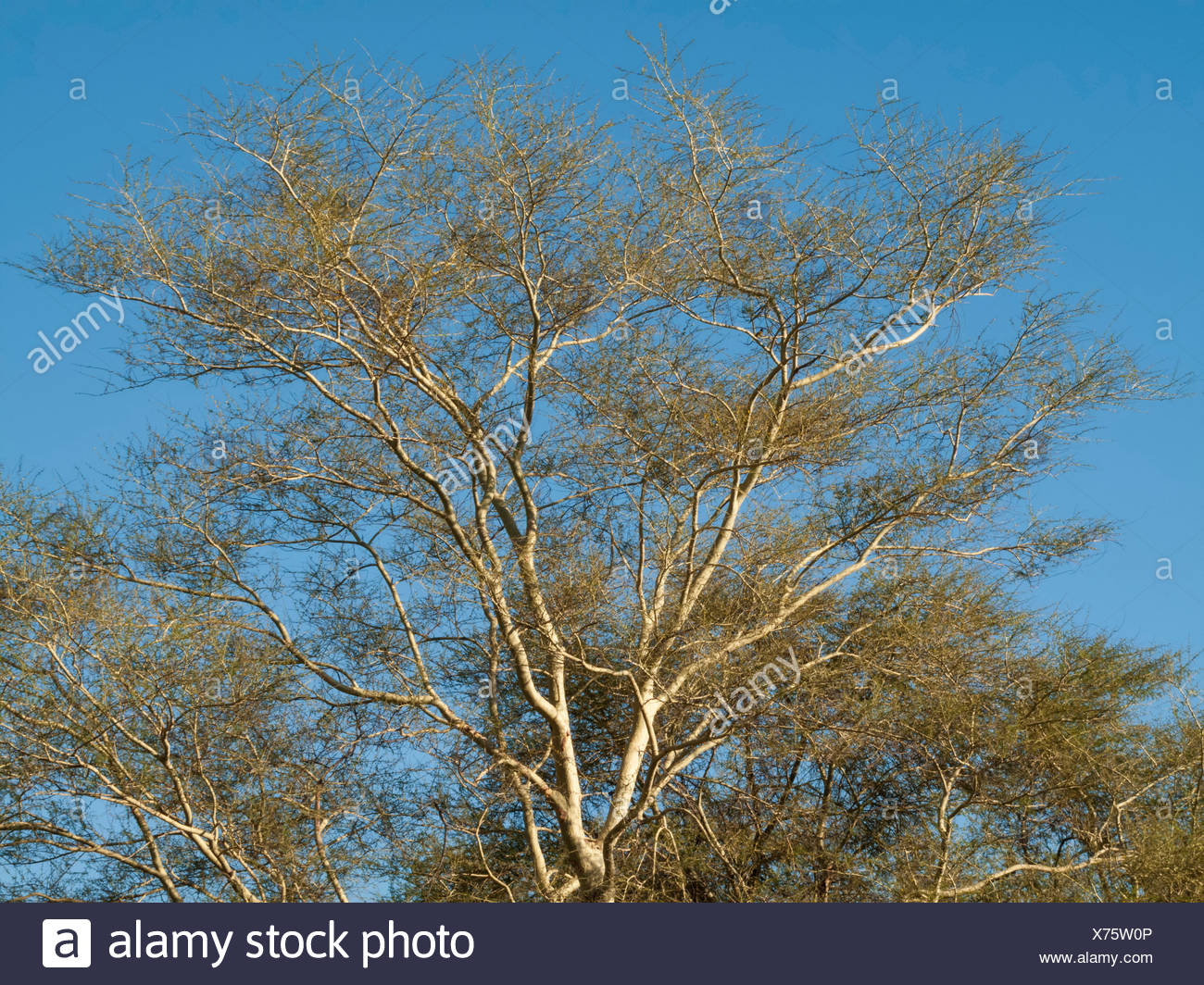 Yellow Fever Tree Acacia Xanthophloea High Resolution Stock Photography ...