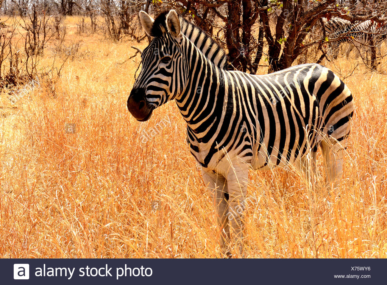 Savana High Resolution Stock Photography and Images - Alamy