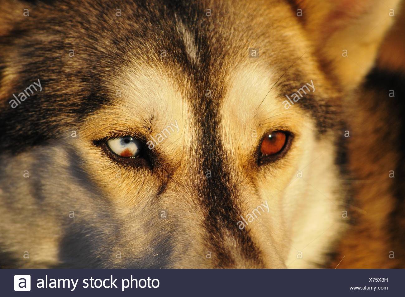 Husky Eyes Stock Photos & Husky Eyes Stock Images - Alamy