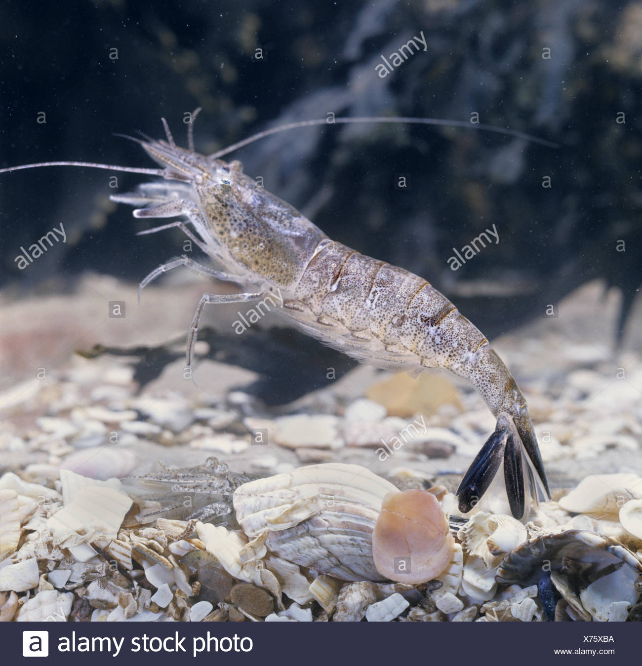 Common Shrimps High Resolution Stock Photography and Images - Alamy