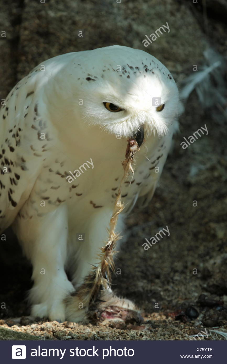 Snowy Owl Eating High Resolution Stock Photography and Images - Alamy