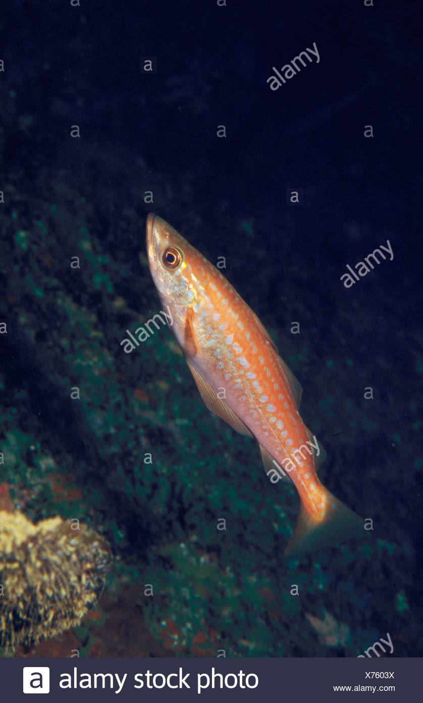 Pollack Pollachius Pollachius Galicia High Resolution Stock Photography ...