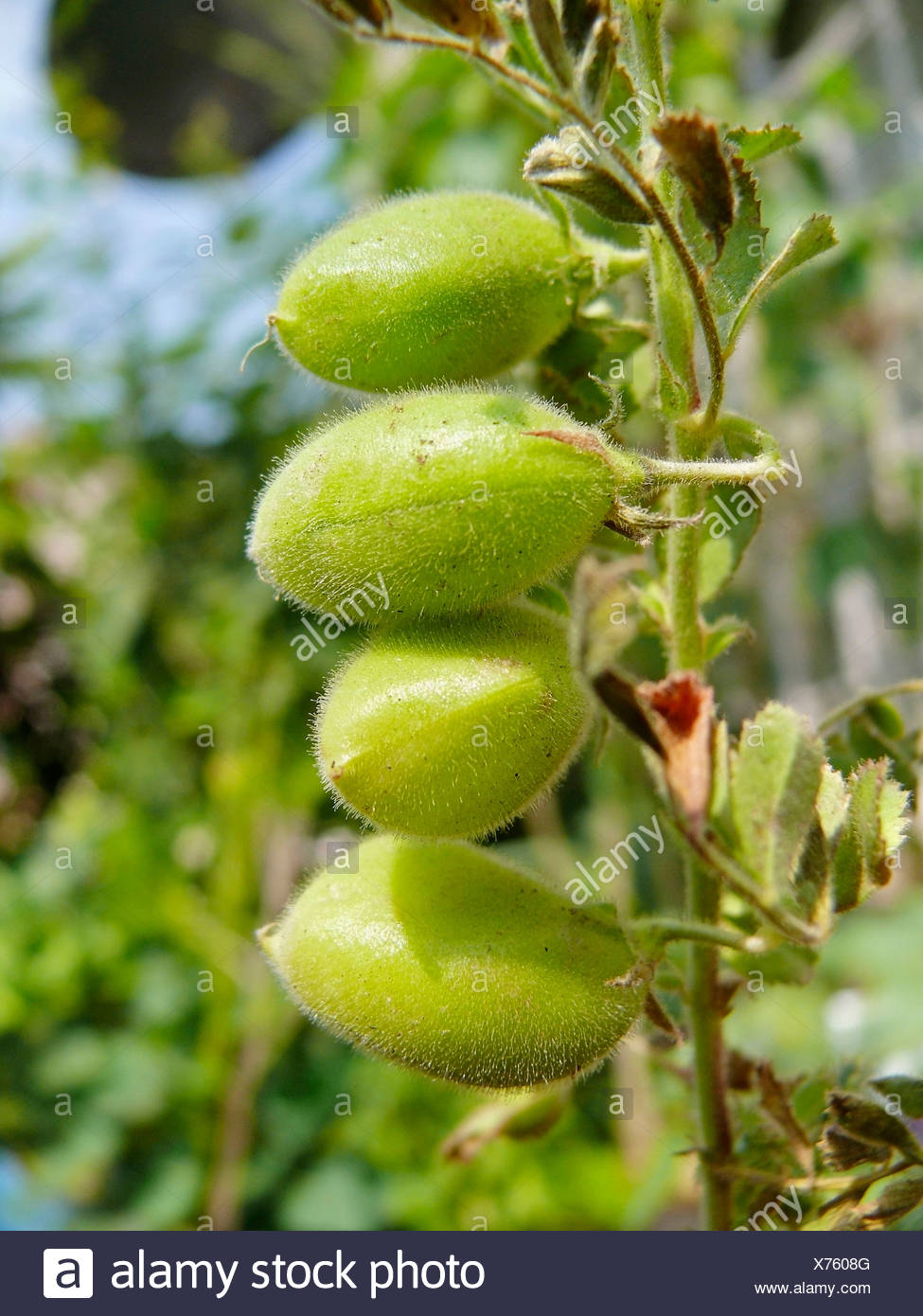 Plant Of Gram Stock Photos & Plant Of Gram Stock Images - Alamy