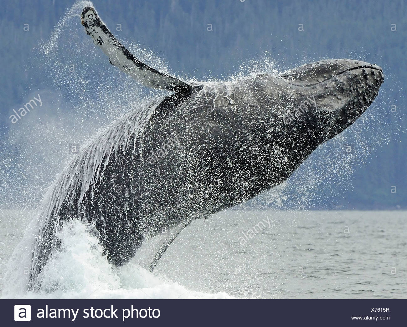 Breaching Humpback Whale, Alaska High Resolution Stock Photography and ...