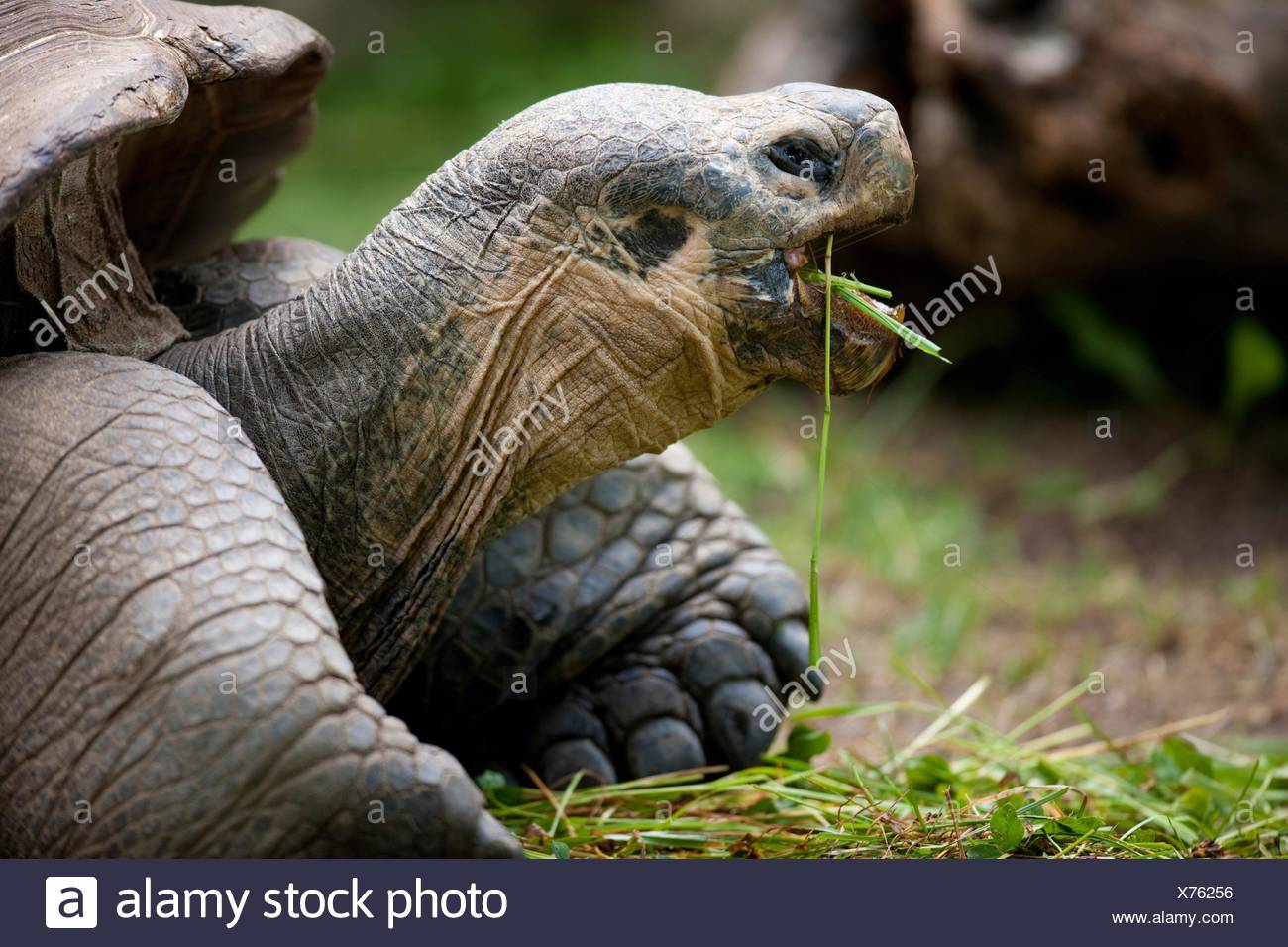 Galapagos Giant Tortoises Chelonoidis Nigra Wild High Resolution Stock ...