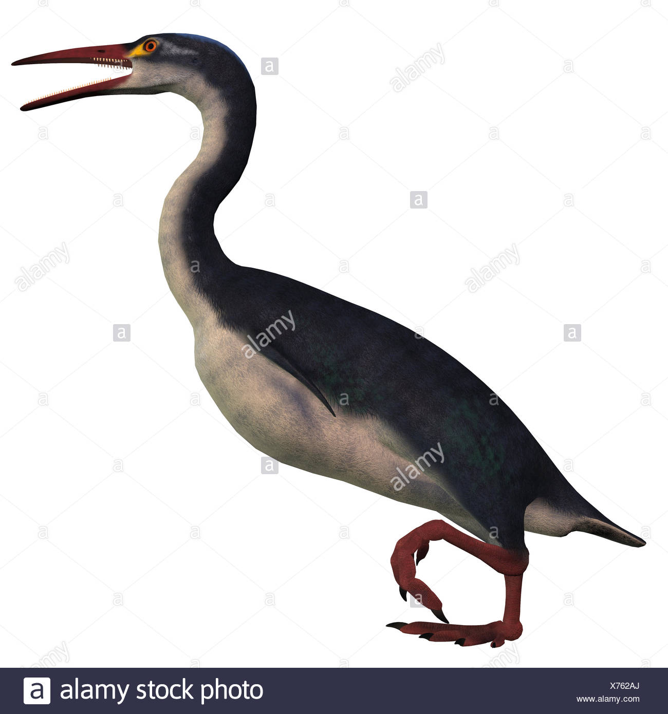 Hesperornis Stock Photos & Hesperornis Stock Images - Alamy