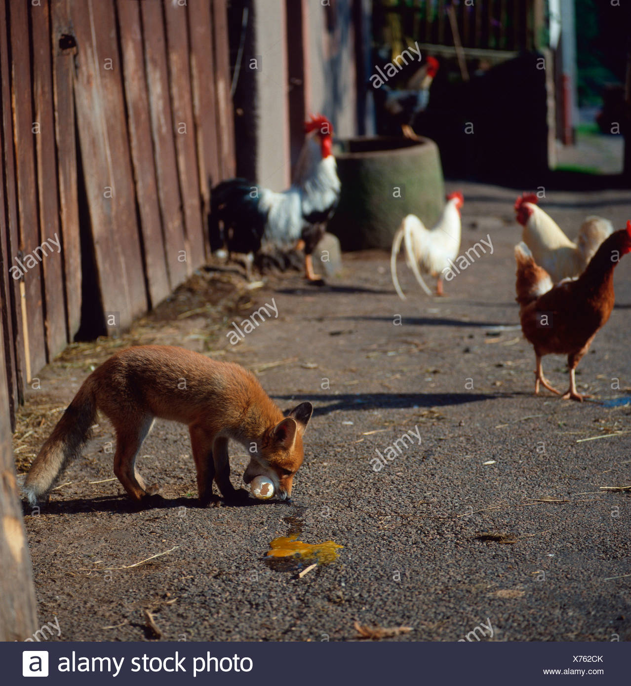 Chicken And Fox High Resolution Stock Photography and Images - Alamy