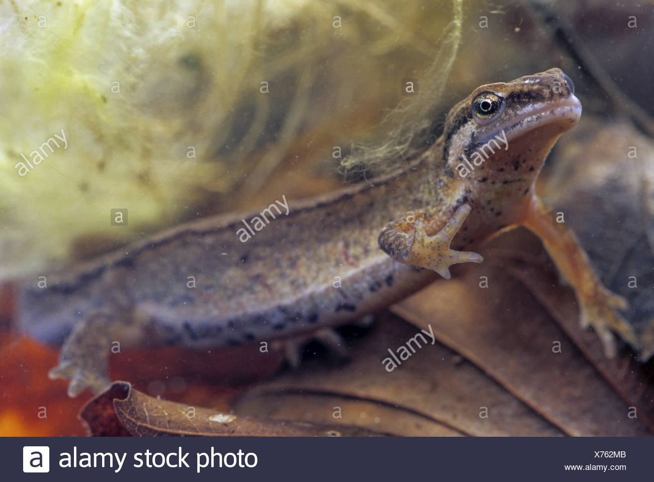 Northern Smooth Newt High Resolution Stock Photography and Images - Alamy