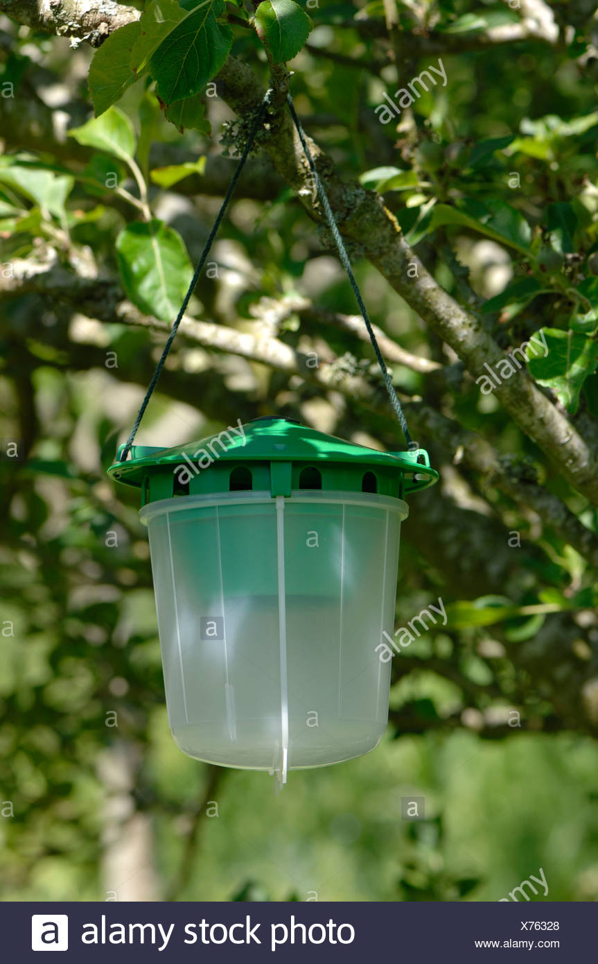 Insect Trap For Agriculture High Resolution Stock Photography and ...