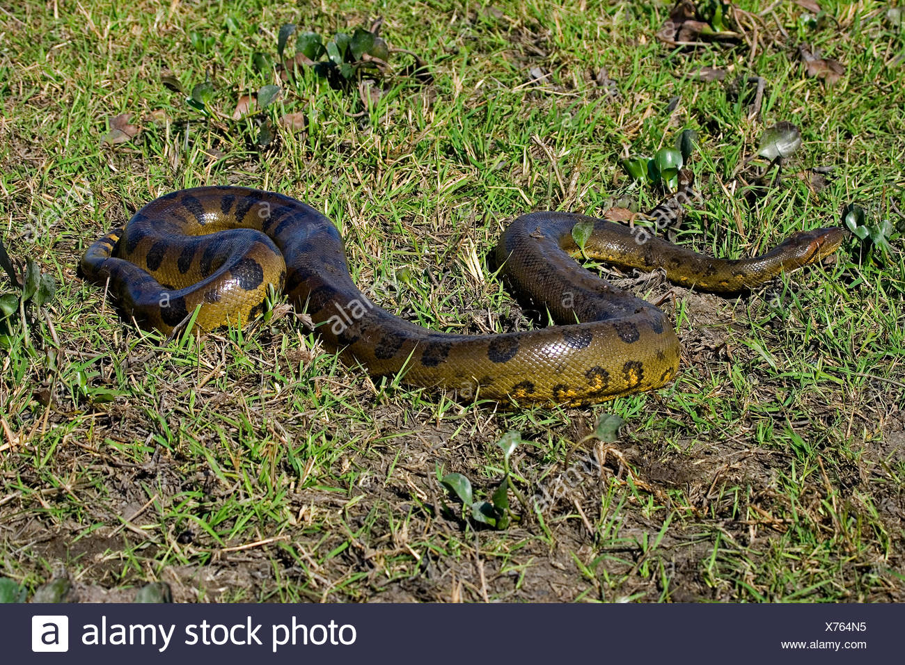 Green Anaconda Eunectes Murinus High Resolution Stock Photography and ...