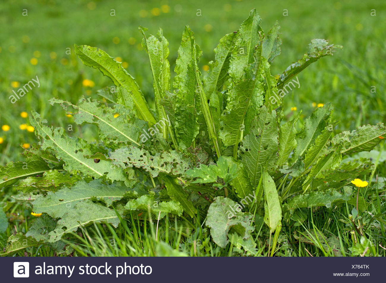 Dock Leaves Stock Photos & Dock Leaves Stock Images - Alamy