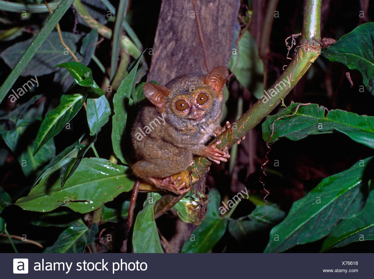 Eastern Tarsier High Resolution Stock Photography and Images - Alamy