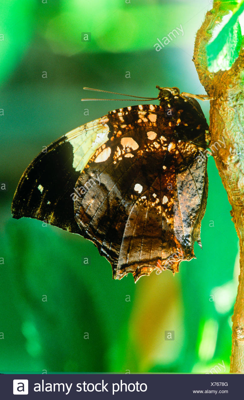 Leafwing Butterfly High Resolution Stock Photography and Images - Alamy