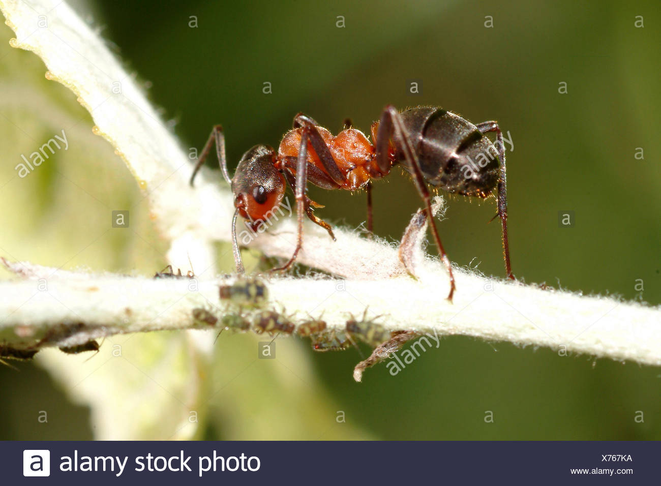 Ant High Resolution Stock Photography and Images - Alamy